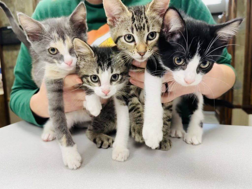 About – Your Neighborhood Vet